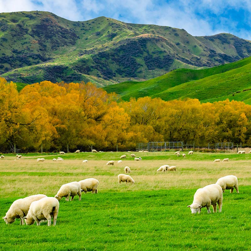 palaMOUNTAINS - Scientific Animal Health Nutrition Supplements for ...